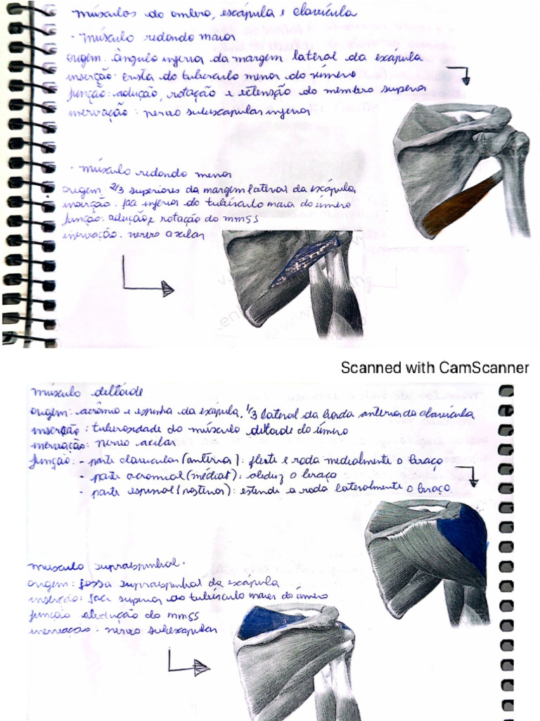 Caderno de Musculos Anatomia | PDF
