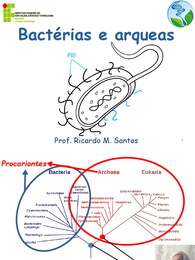 Classificação e Importância das Bactérias | PDF | Bactérias | Archaea
