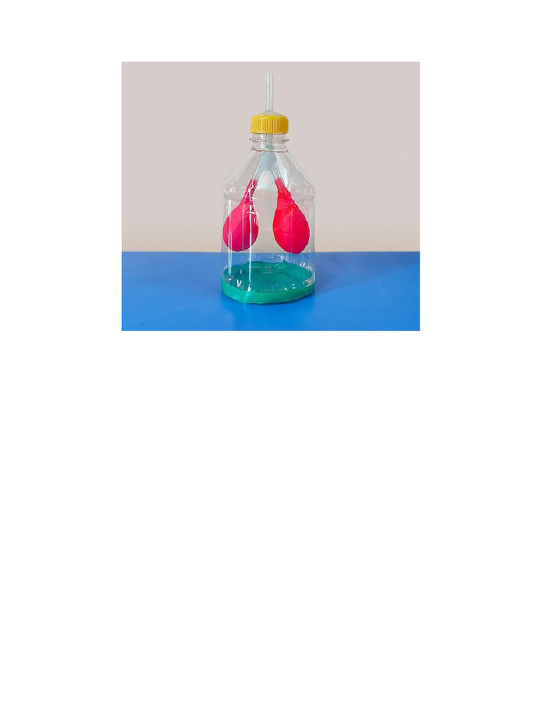 CSEC Lab 2 - Model Lungs Diagram | PDF