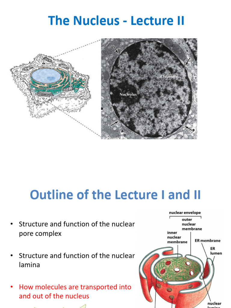 LIFS2040 The Nucleus II 2 | PDF | Cell Nucleus | Proteins