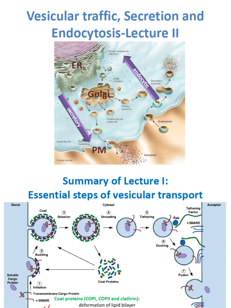 LIFS 2040 Vesicular Traffic, Secretion and Endocytosis-II | Download ...