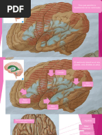 Region Superciliar ANATOMIA 2 FOLP | PDF | Anatomía humana | Cabeza y ...