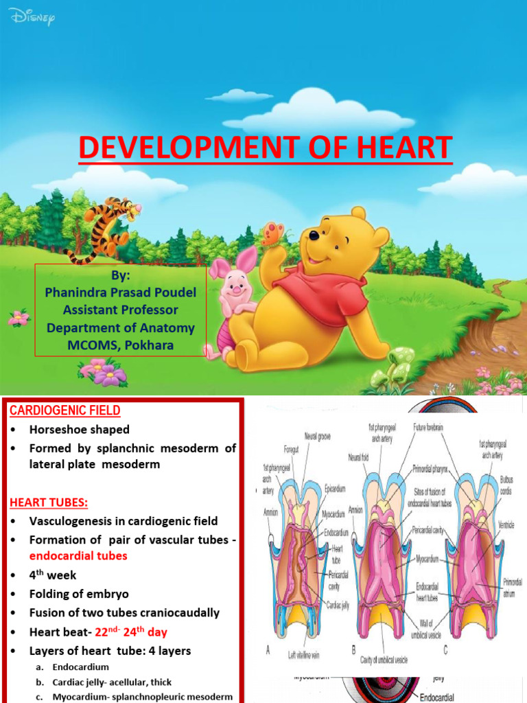 15.development of Heart - Phanindra Prasad Poudel | PDF | Heart Valve | Congenital Heart Defect
