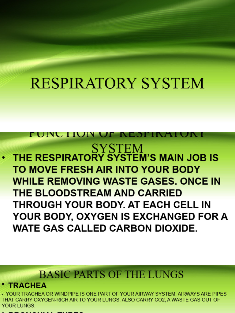 Respiratory System | PDF | Respiratory Tract | Lung