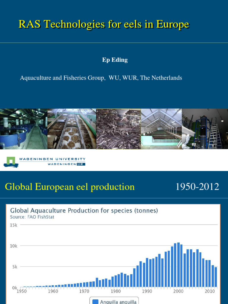 Eel Culture in RAS | PDF | Water