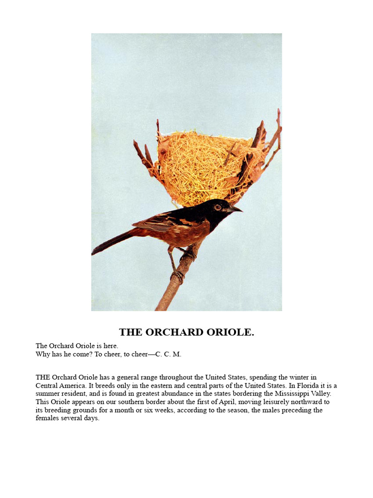 Pássaros-Orchard Oriole | PDF