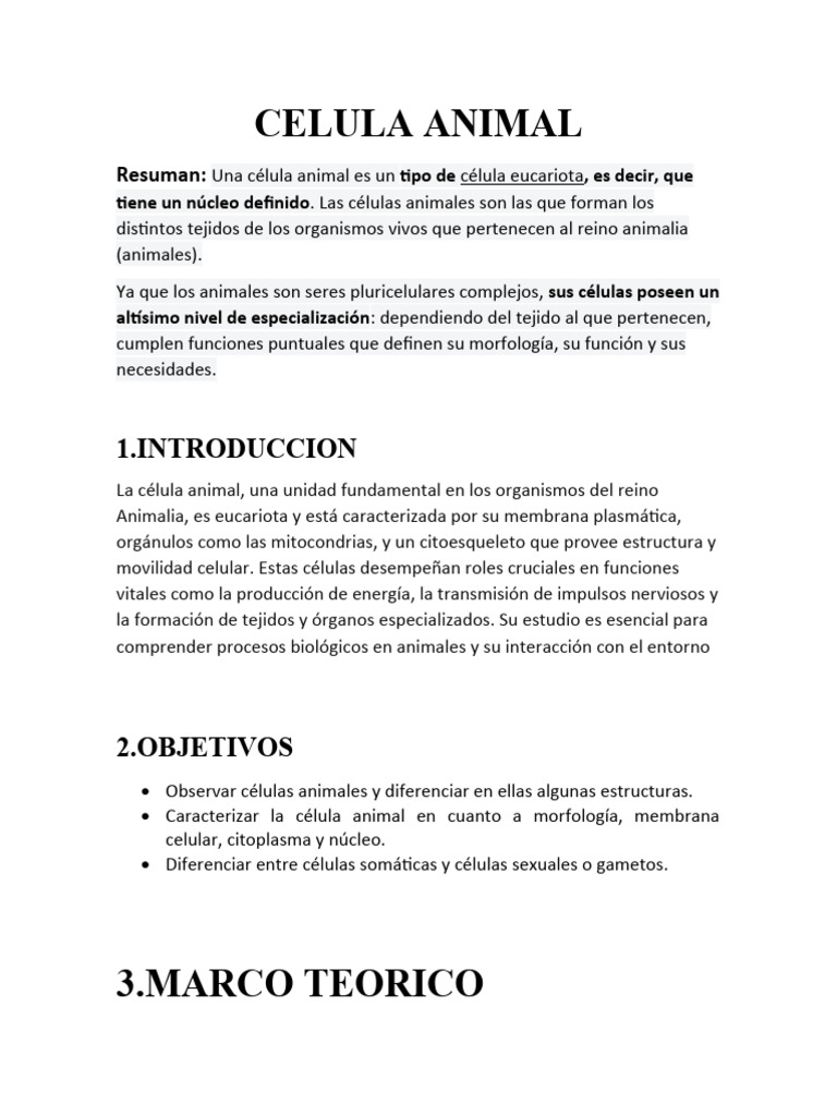 INFORME Celula Animal | PDF | Biología Celular) | Citoplasma