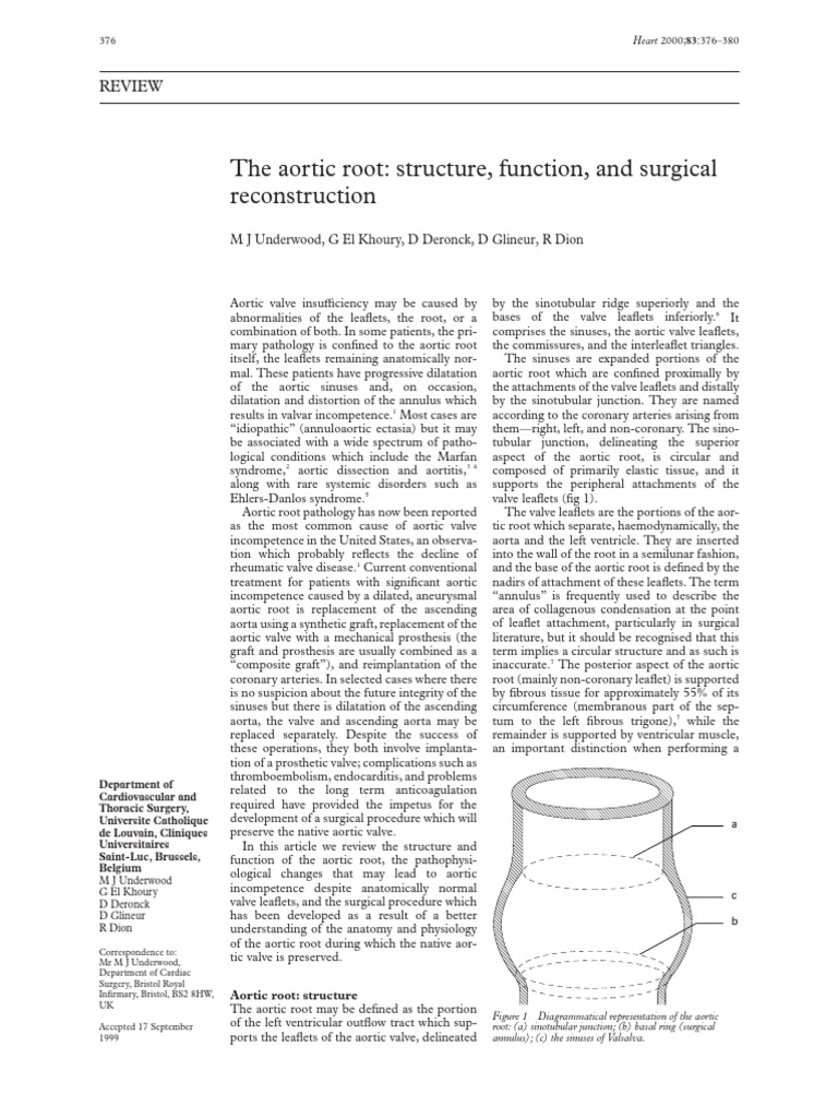 Aortic Sinus - Anatomi Fisiologi | PDF | Heart Valve | Aorta