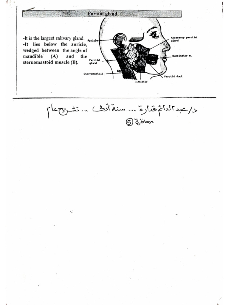 5parotid Gland | PDF