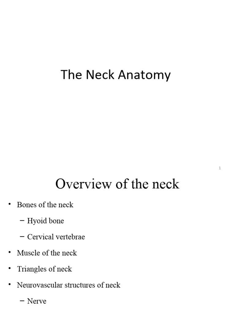 Anatomy of Neck | PDF | Common Carotid Artery | Vertebra