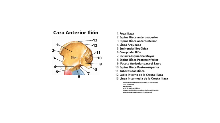Cara Anterior Ilión | PDF