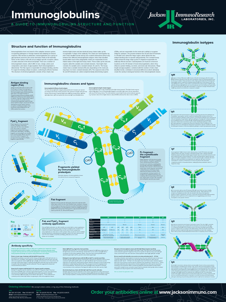 Jackson Immuno Immunoglobulin | PDF | Antibody | Immunoglobulin G