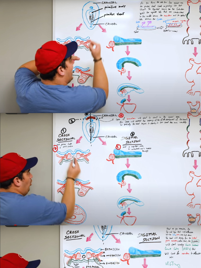 Ninja Nerd - Embryology - Development of The Heart | PDF