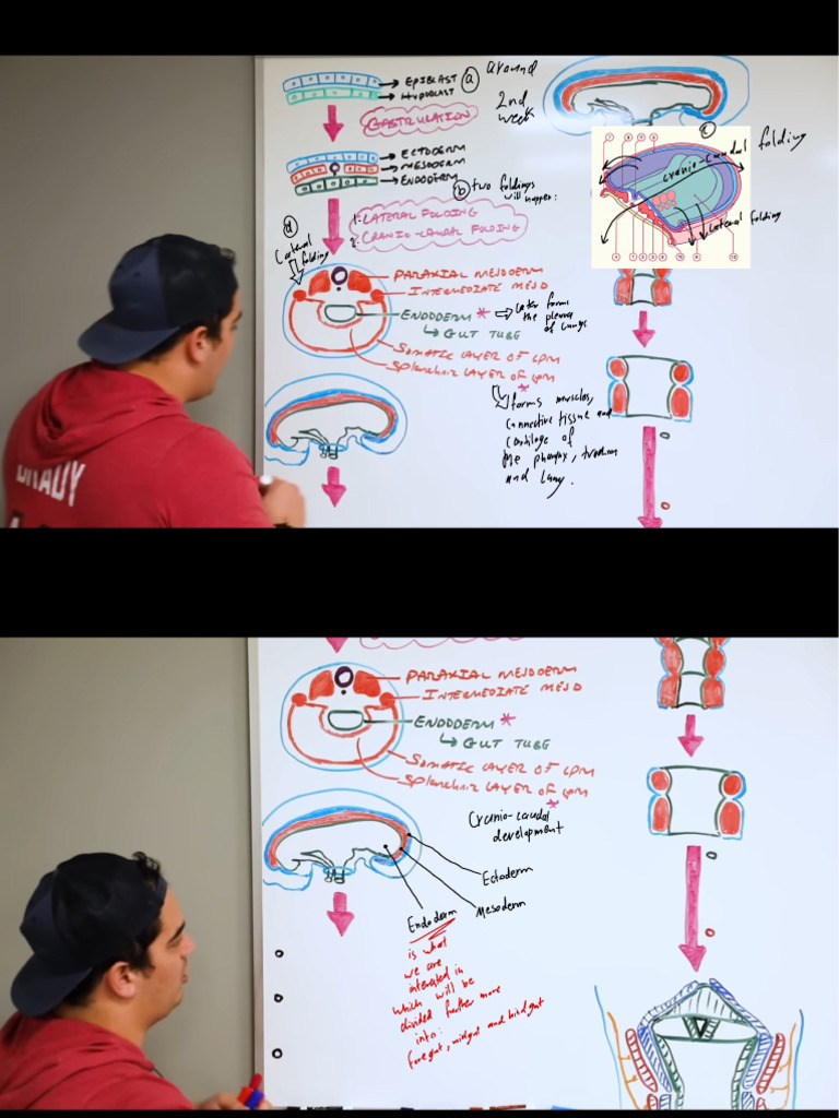 Ninja Nerd - Embryology - Development of The Respiratory System | PDF