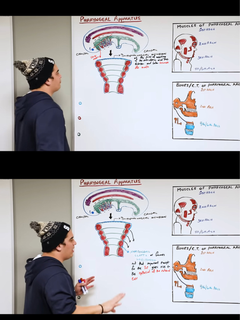 Ninja Nerd | Pharyngeal Apparatus | Embryology | PDF