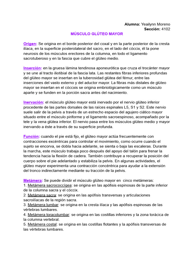 Origen, inserción y función del glúteo mayor | PDF | Pelvis | La ...