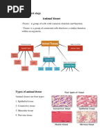 Animal Tissue Grade 10 Term 3 Notes Summaries | PDF