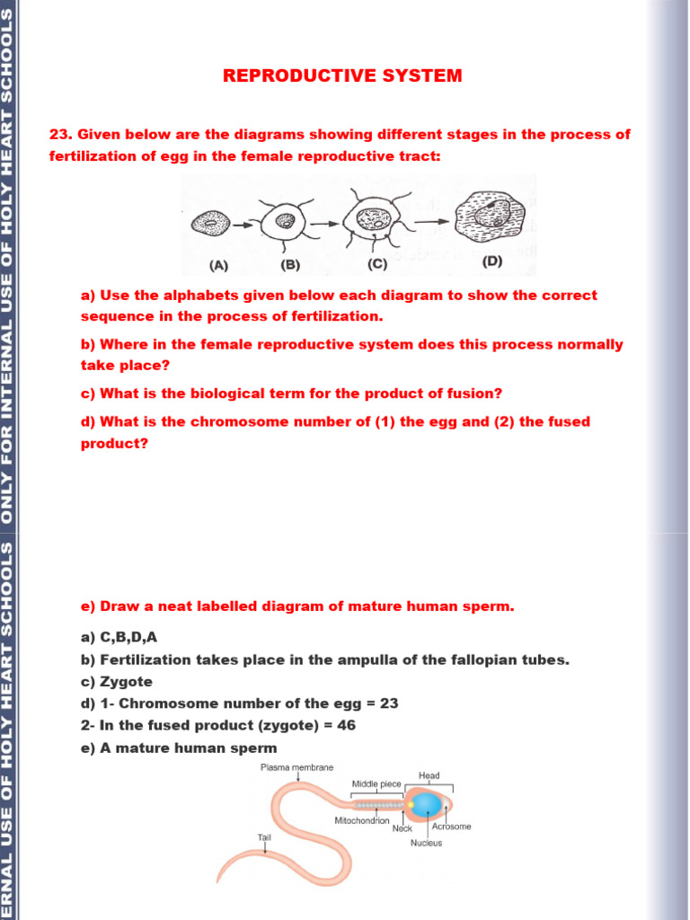 Class 10 Biology Answer Key Chapter Reproductive System Part 4 | PDF ...