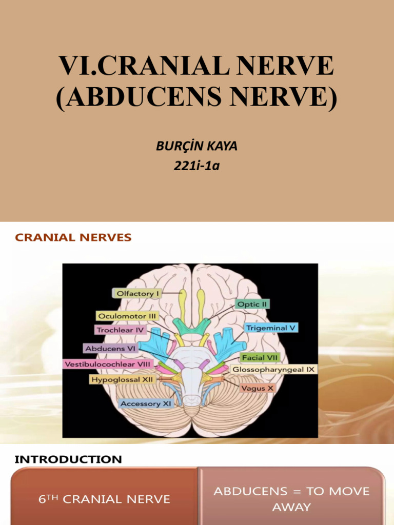 6th Cranial Nerve-Neurology | PDF