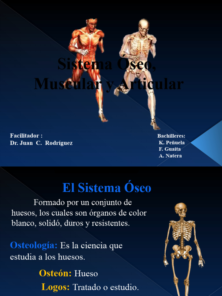 Seminario Oseo, Articular y Muscular. | PDF | Articulación | Músculo