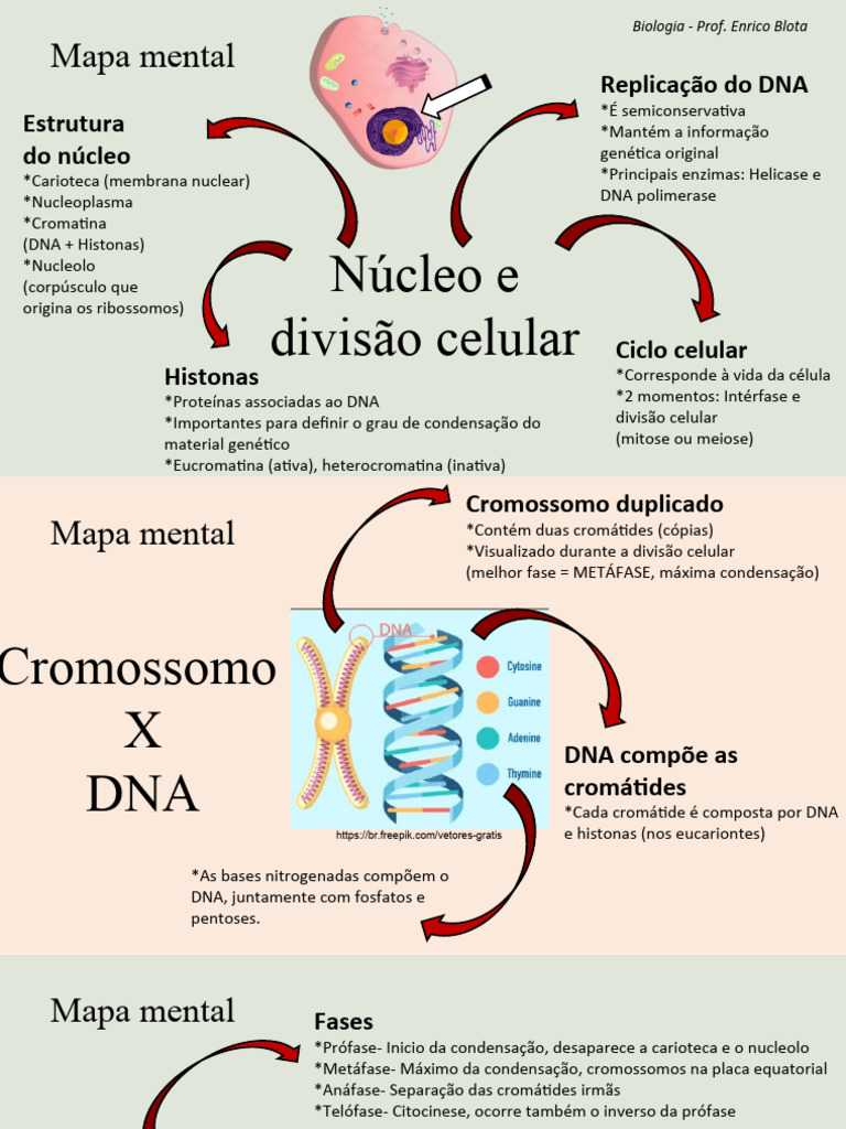 6-mapa-mental-nucleo-e-divisao-celular | PDF | Meiose | Mitose