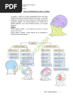 Diapositivas de Regiones de La Cara | PDF | Anatomía humana | Anatomía