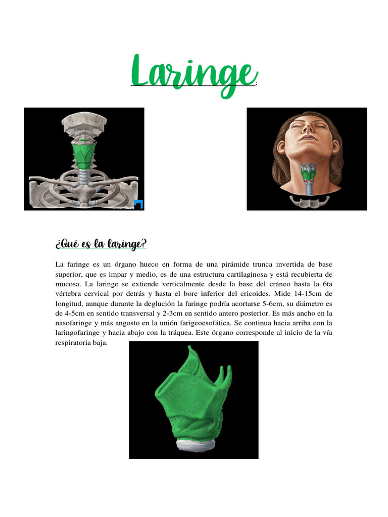 Anatomía y Funciones de la Laringe | PDF | Laringe | Garganta Humana