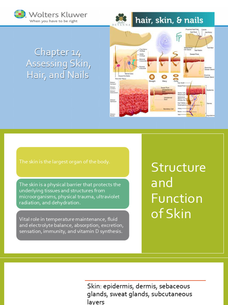 Chapter_14 anatomy | PDF | Skin Cancer | Skin