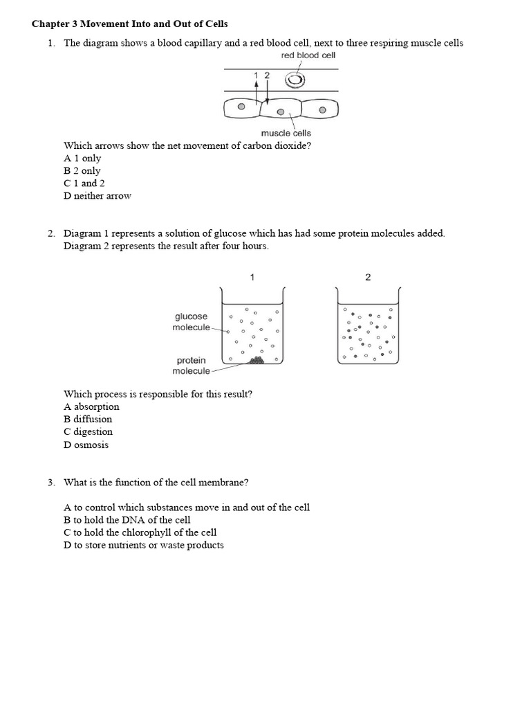 Chapter 3 Movement Into and Out of Cells Questions | PDF | Diffusion ...