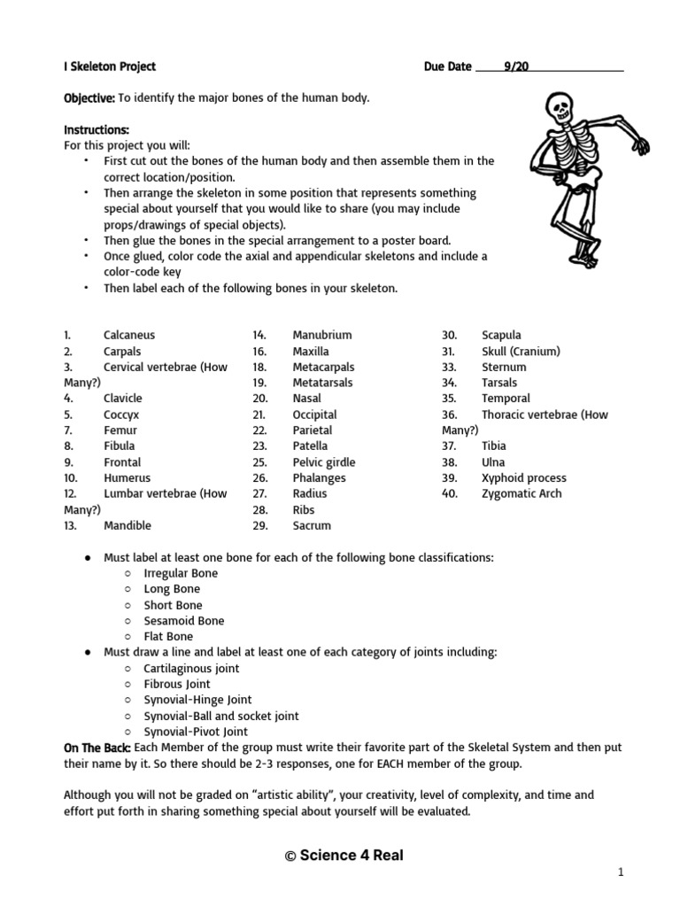 Human Skeleton Project Guide | PDF | Skeleton | Skull