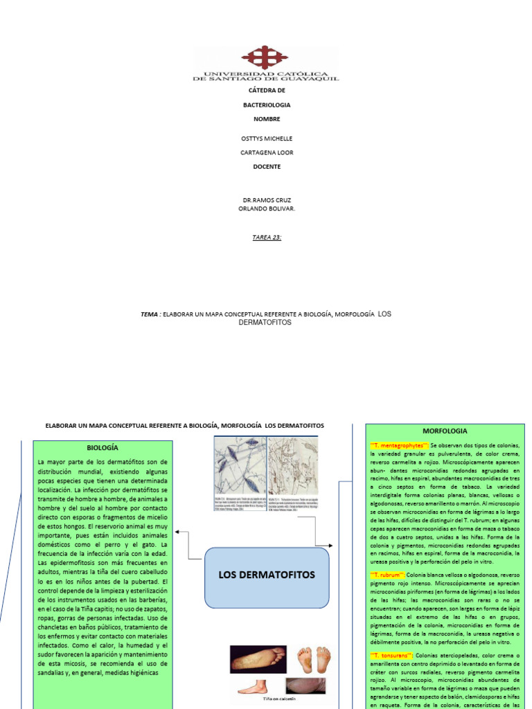 Morfología de Dermatofitos | PDF | Especialidades Medicas | Micología