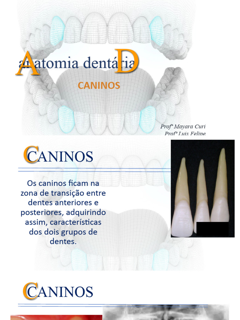 Anatomia Dentária - Caninos | PDF | Dente humano | Triângulo