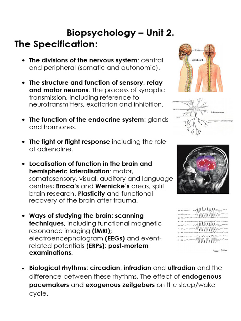Biopsychology Pack 2020 | PDF | Neuron | Chemical Synapse