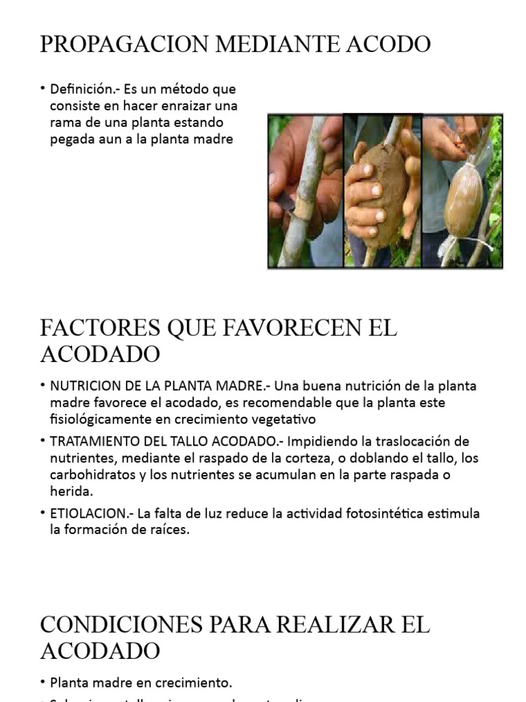 Propagacion Mediante Acodo | PDF | Injerto | Agricultura