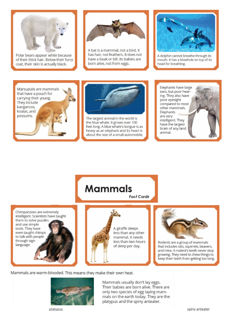 Mammals fact | PDF