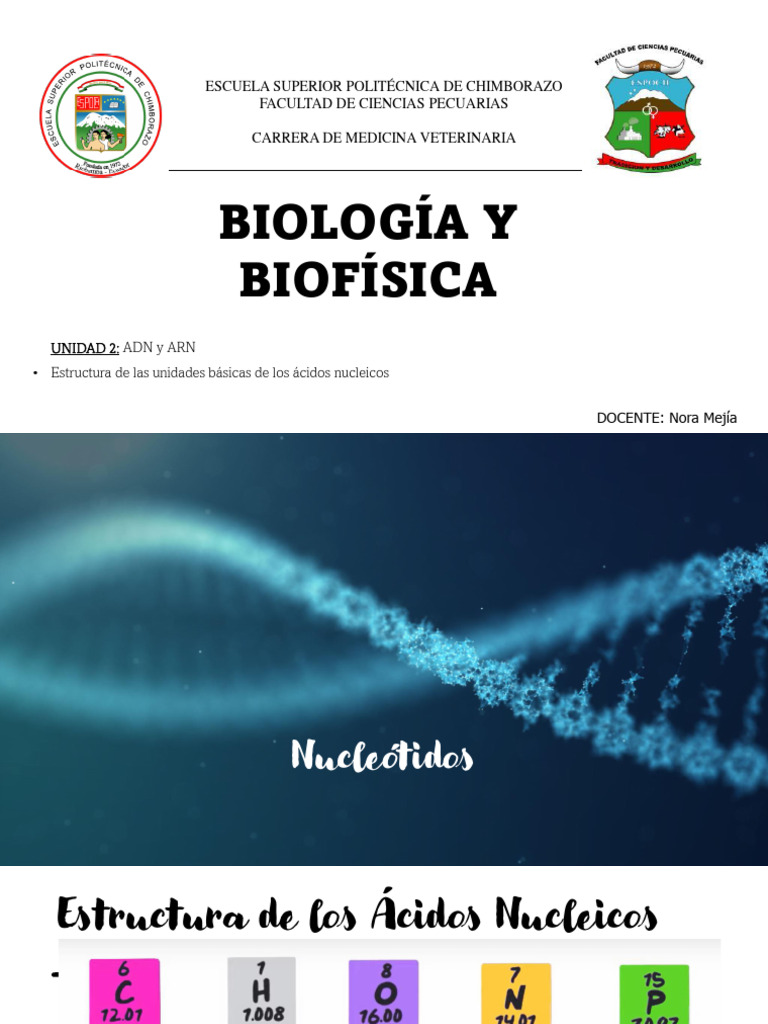 Estructura de ADN y ARN | PDF | Ácidos nucleicos | Nucleótidos