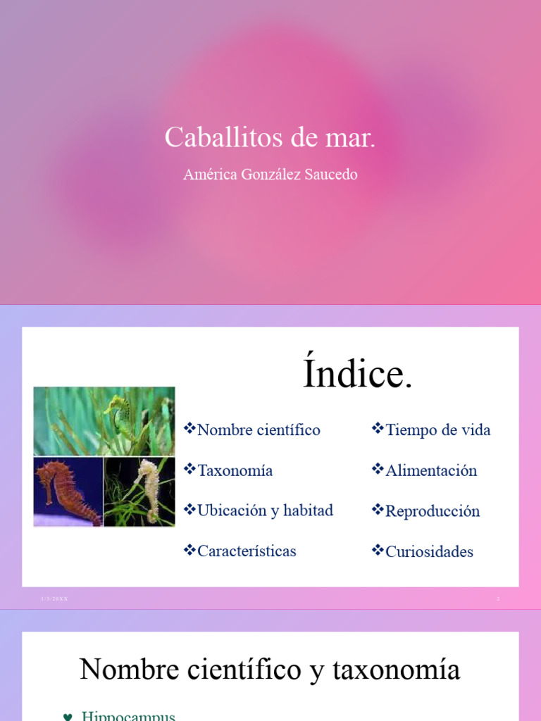 Caballitos de Mar | PDF | Microsoft PowerPoint | Software