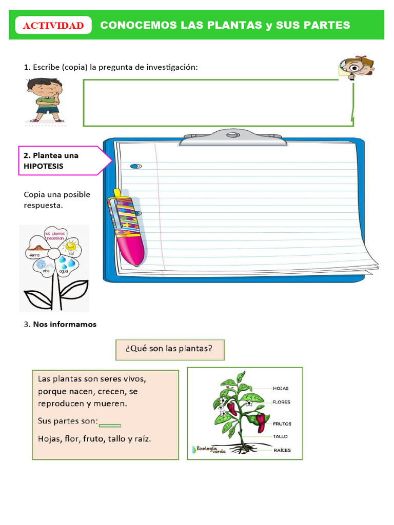d3 a1 Ficha Cyt Conocemos Las Plantas y Sus Partes | PDF