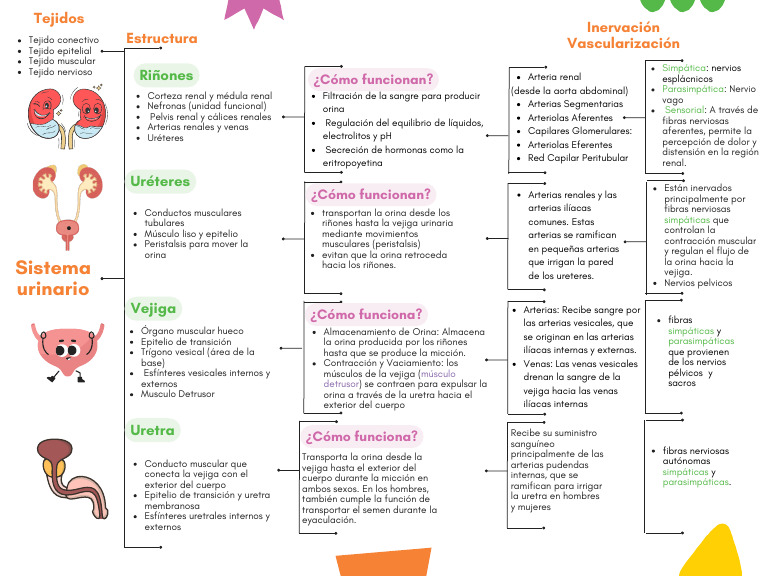 Cuadro Sinóptico (Sistema Urinario) - 20240508 - 180854 - 0000 | PDF | Riñón | Sistema urinario