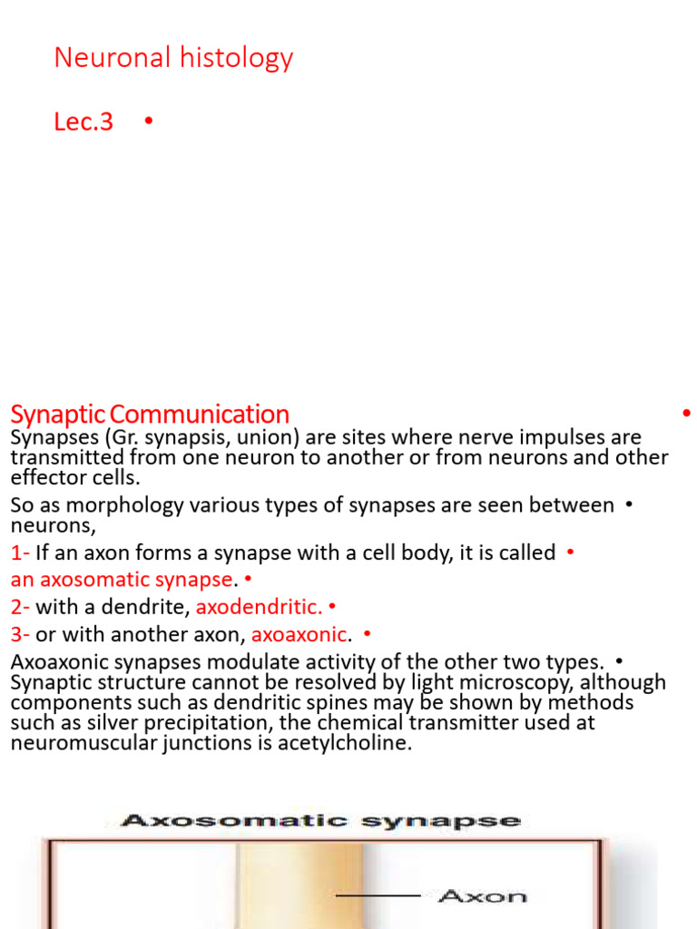 Neuronal Histology and CNS Structure | PDF | Spinal Cord | Central ...