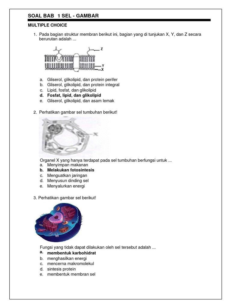 Soal Soal Bio | PDF