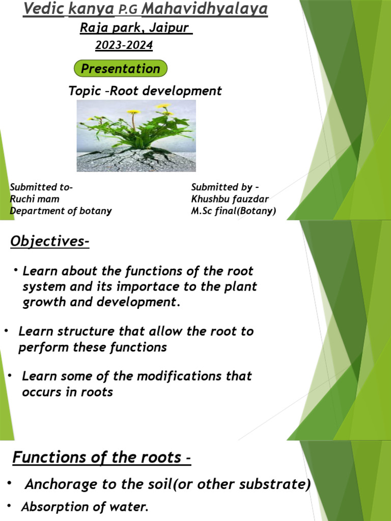 Raja Park, Jaipur Presentation Topic - Root Development | PDF | Root ...
