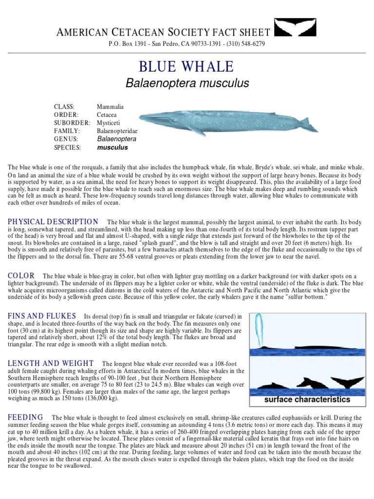 Blue Whale: Balaenoptera Musculus | PDF | Cetacea | Whales