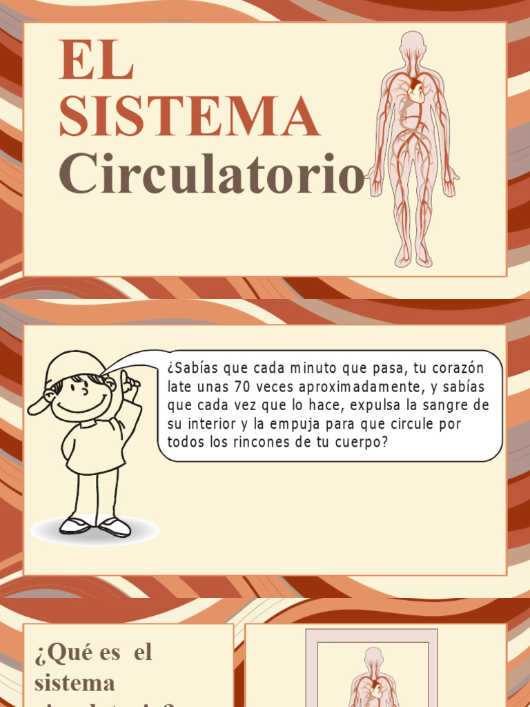 Sistema Circulatorio: Funciones y Partes | PDF | Sistema circulatorio ...