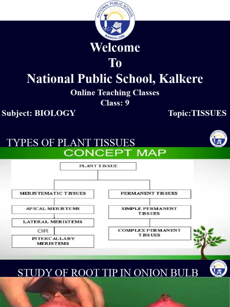 L2 Tissues 2epidermis 19.7.21 | PDF | Tissue (Biology) | Leaf