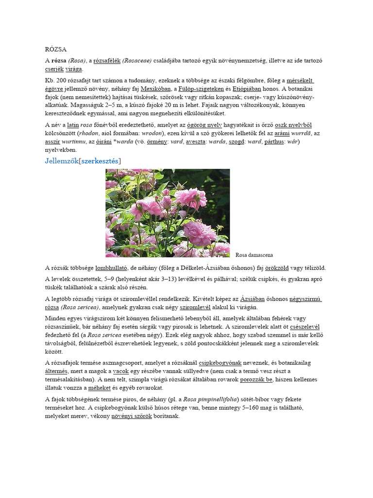 Rózsa | PDF