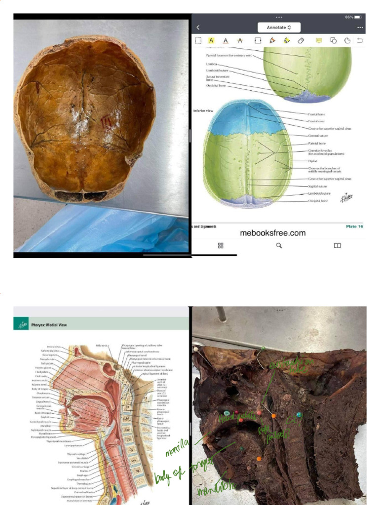 Anatomy Lab Compilation | PDF
