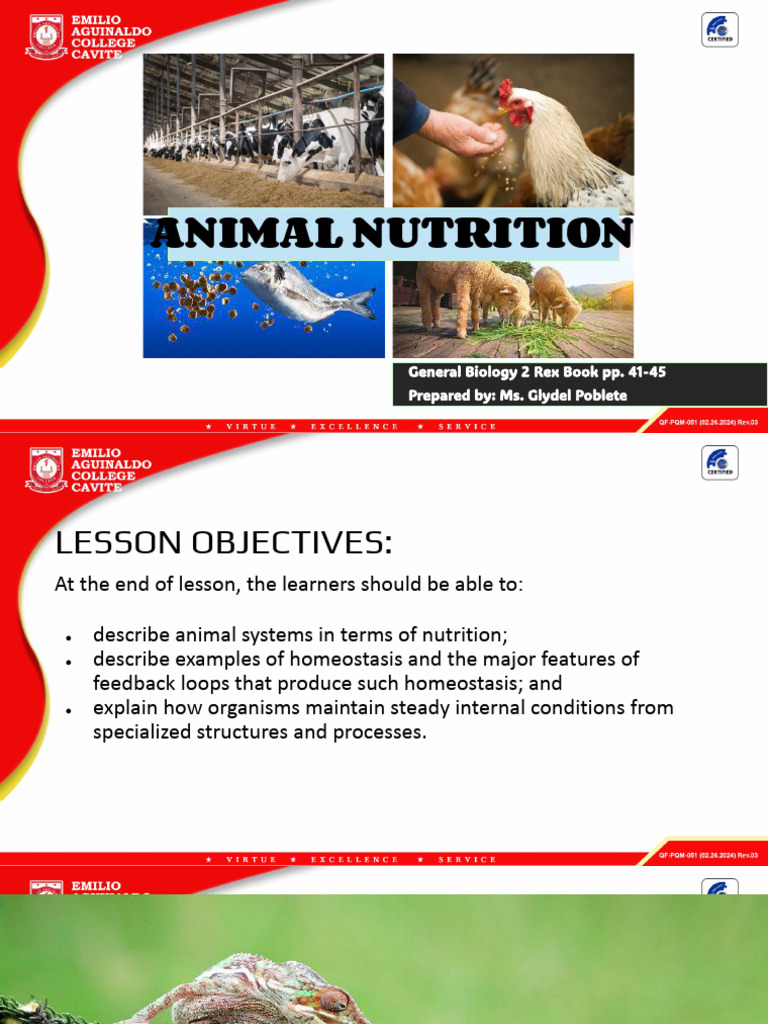 LESSON 3 - ANIMAL NUTRITION - PPTX 1 | PDF | Digestion | Metabolism