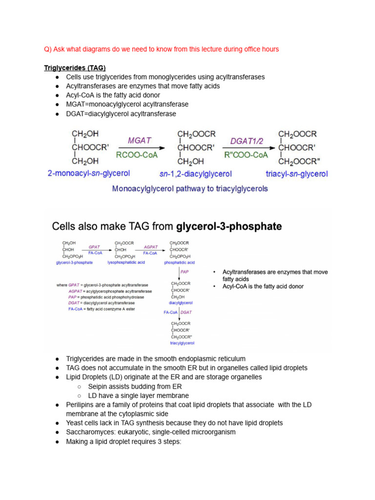 Lecture 4 - Making Lipids | PDF | Endoplasmic Reticulum | Lipid