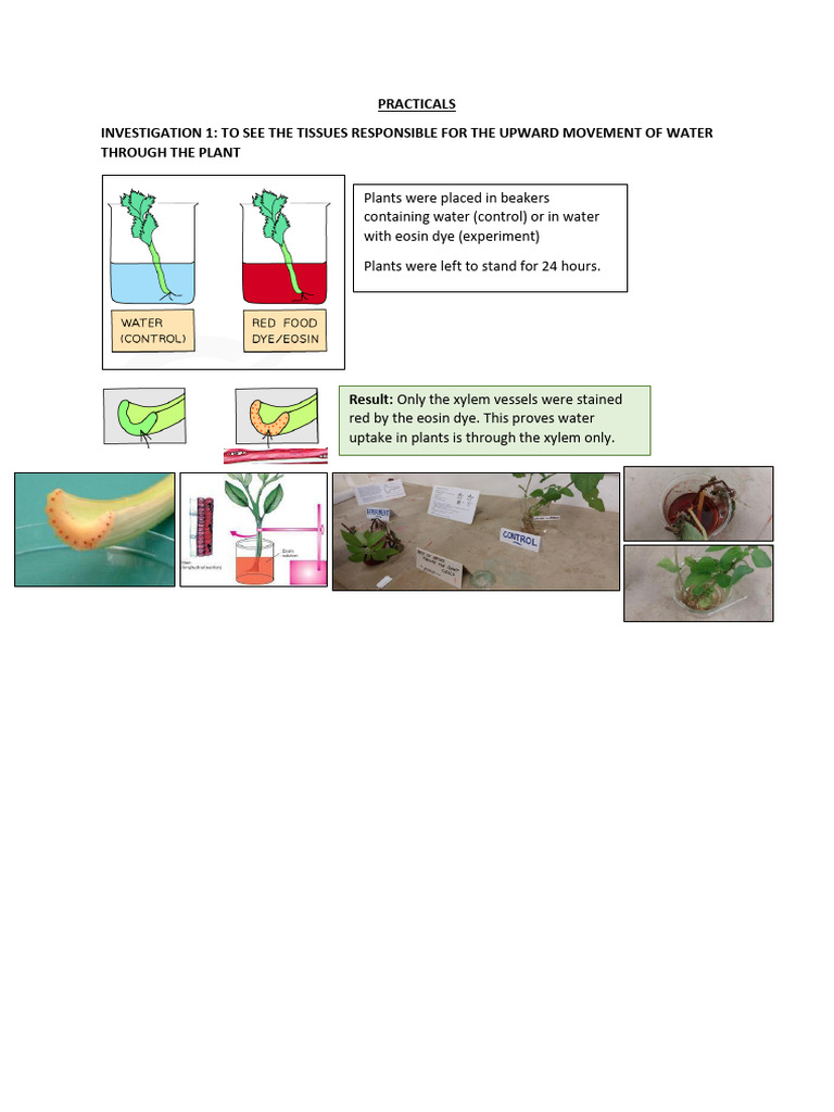 water-transport-experiments | PDF | Humidity | Earth Sciences